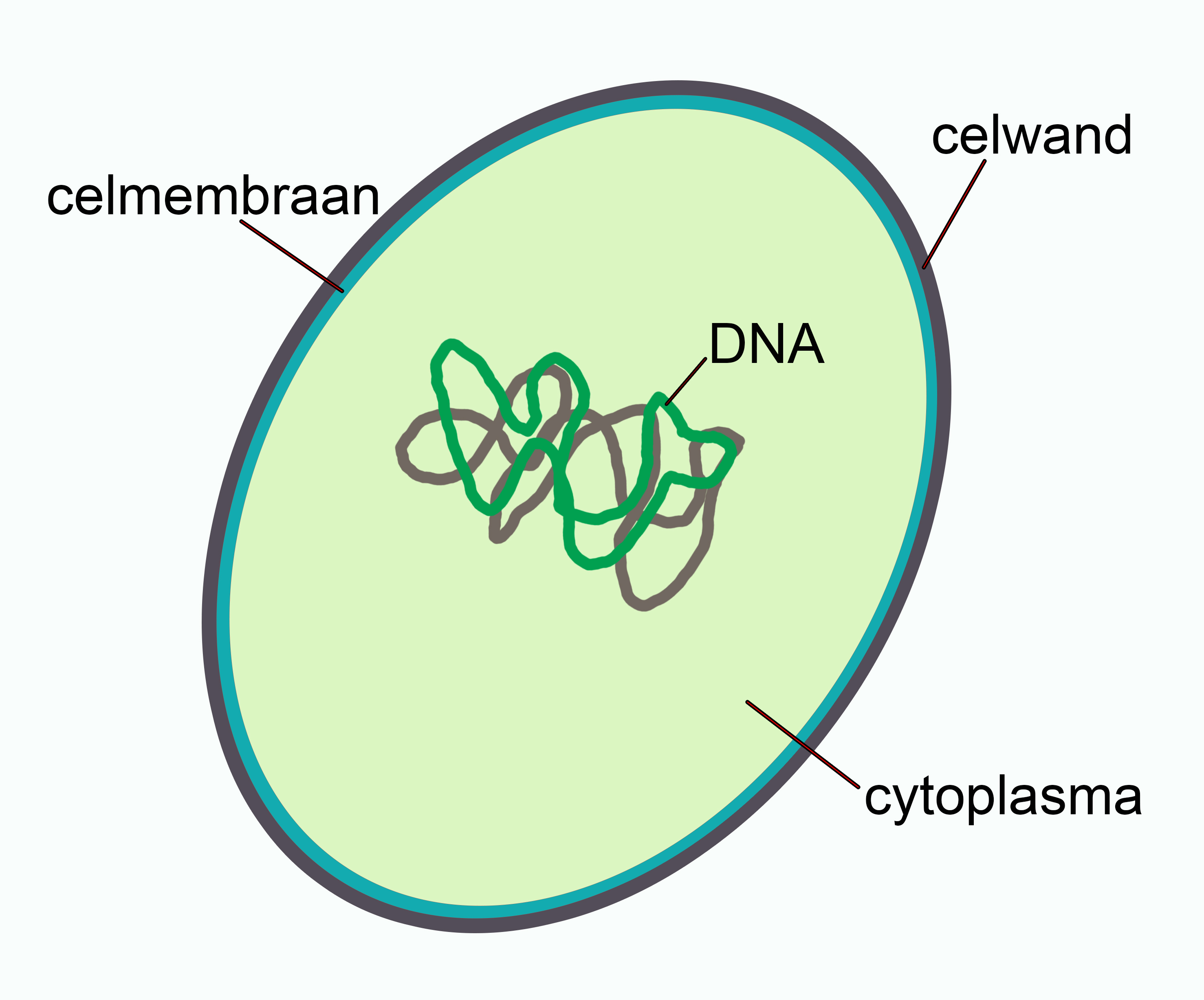 Afbeelding 2 3 Cel Archaea Natuurwijzer